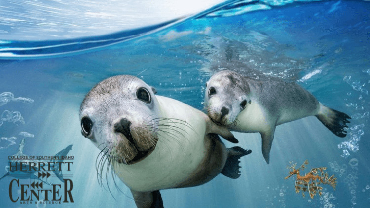 Sea Lions: Life by a Whisker | College of Southern Idaho