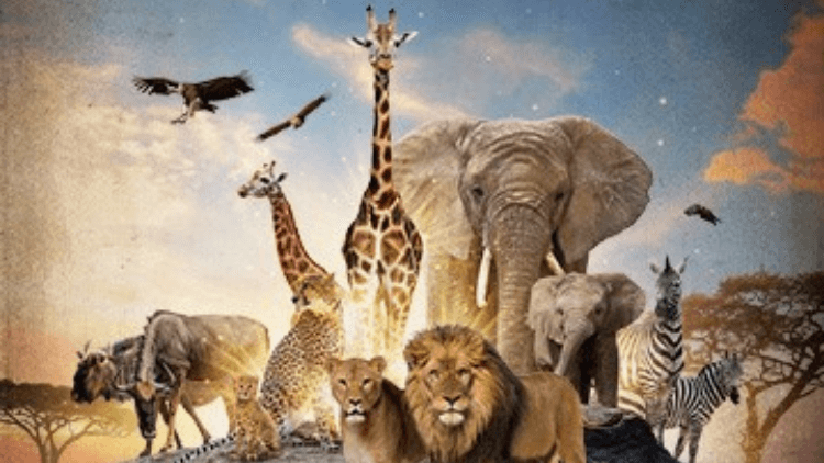Serengeti: A Journey to the Heart of Africa | College of Southern Idaho
