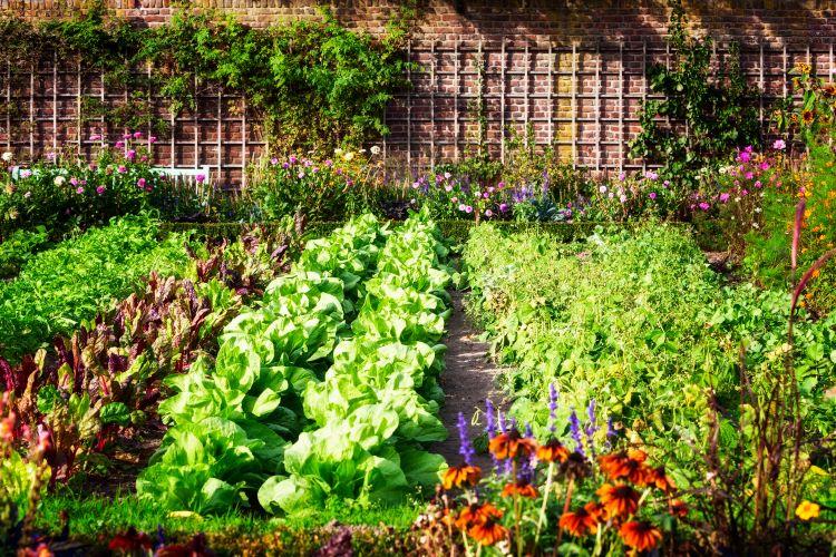 How to Win at Vegetable Gardening | College of Southern Idaho